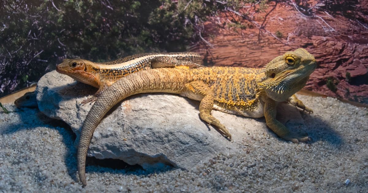 Decoding Bearded Dragon Body Language - Emily's Dragon Doodles