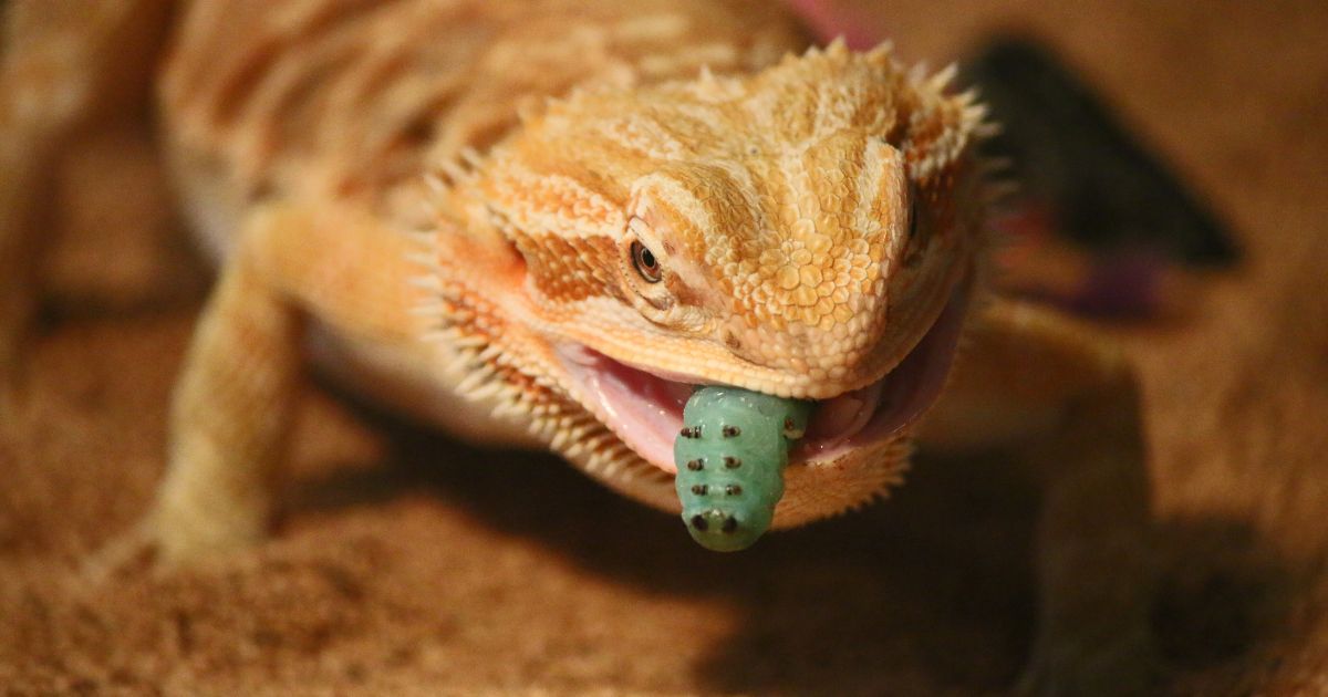 Gentle Grasp: How to Handle a Bearded Dragon - Emily's Dragon Doodles