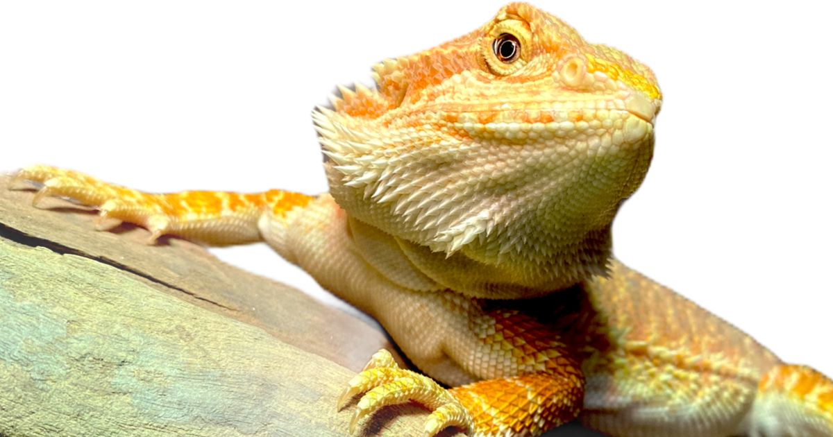 Types of Bearded Dragons: Bearded Dragon Species and Color Morphs ...