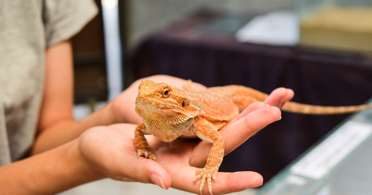 Gentle Grasp: How to Handle a Bearded Dragon - Emily's Dragon Doodles