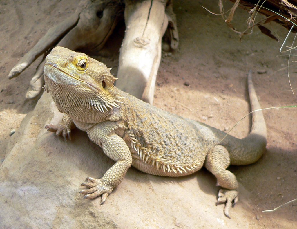 Types of Bearded Dragons: Bearded Dragon Species and Color Morphs ...