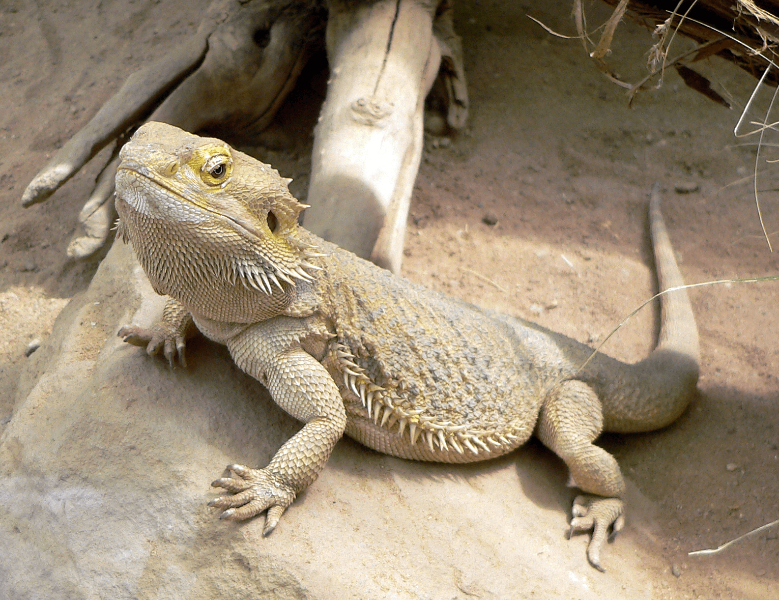 Types of Bearded Dragons: Bearded Dragon Species and Color Morphs ...