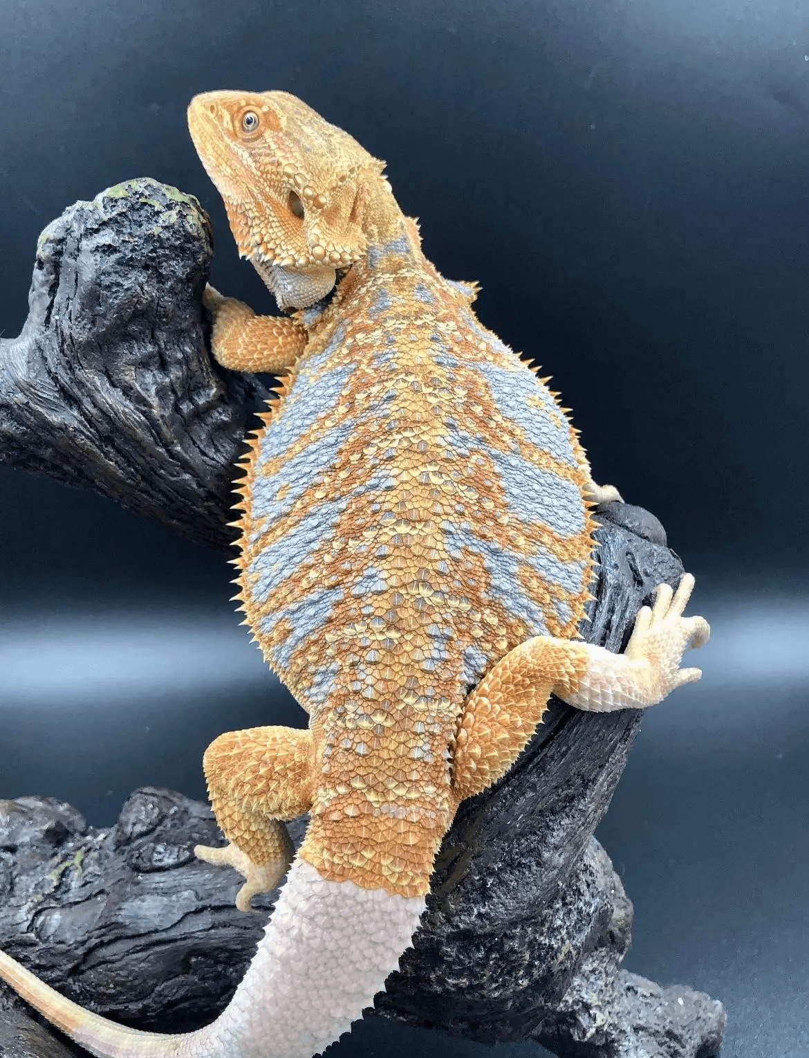Types of Bearded Dragons: Bearded Dragon Species and Color Morphs ...