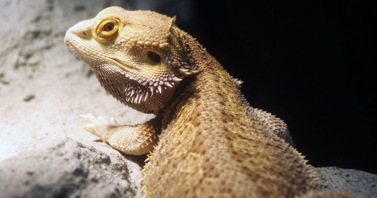 Myth: Bearded dragons are low-maintenance pets - Emily's Dragon Doodles
