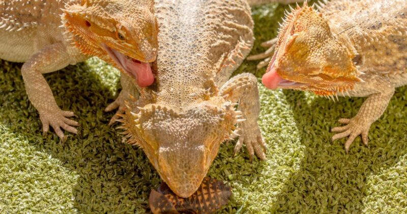Bearded Dragon Digestive Issues and Gastrointestinal Health - Emily's ...