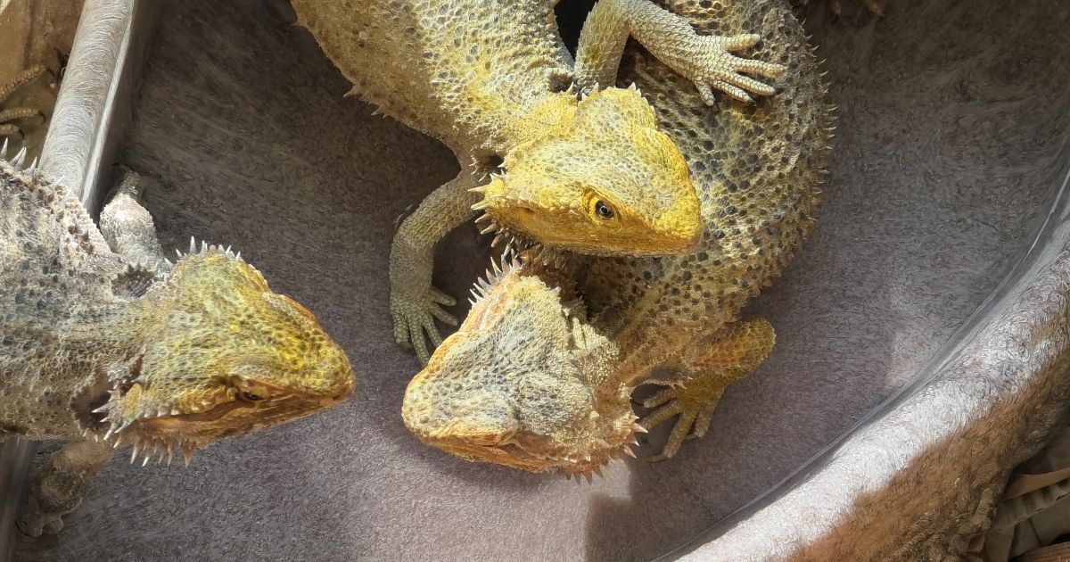 Bearded Dragon Digestive Issues and Gastrointestinal Health - Emily's ...