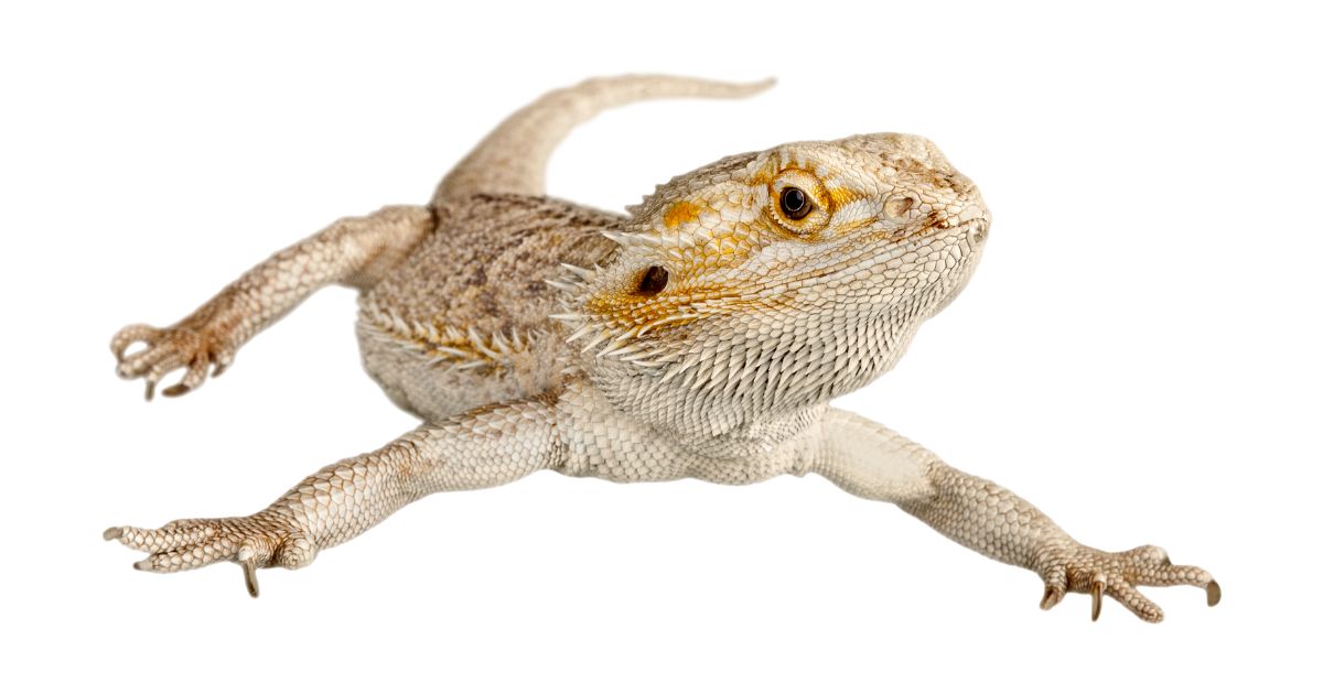 Bearded dragon eye problems and ocular health - Emily's Dragon Doodles