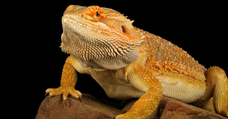 Bearded Dragon Obesity and Weight Management - Emily's Dragon Doodles