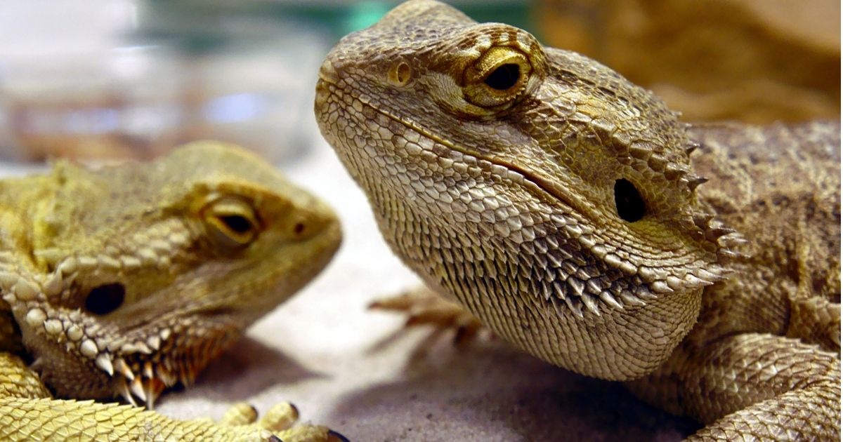 Bearded Dragon Tumors and Abnormal Growths: A Guide for Young Dragon ...