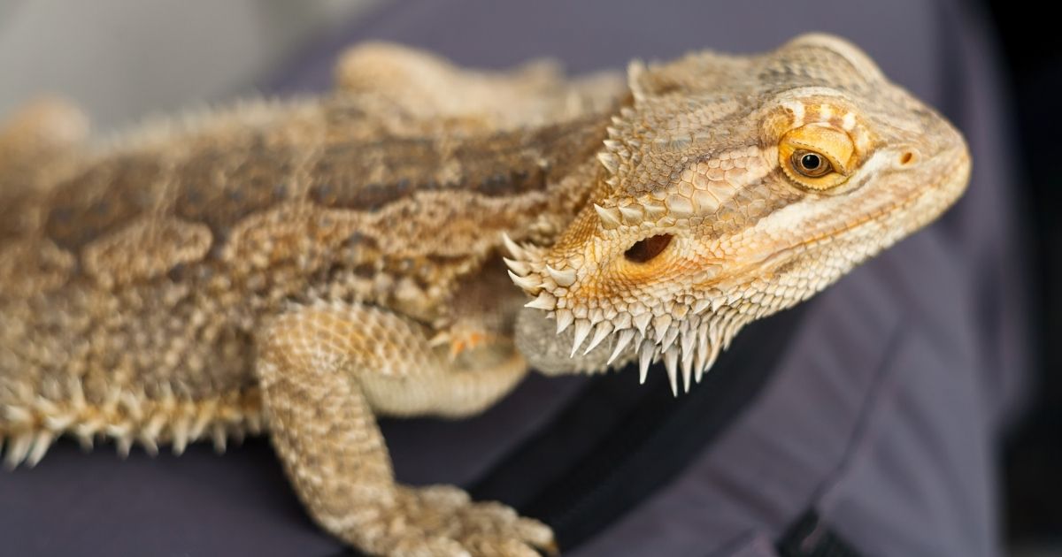 Bearded Dragon Tumors and Abnormal Growths: A Guide for Young Dragon ...