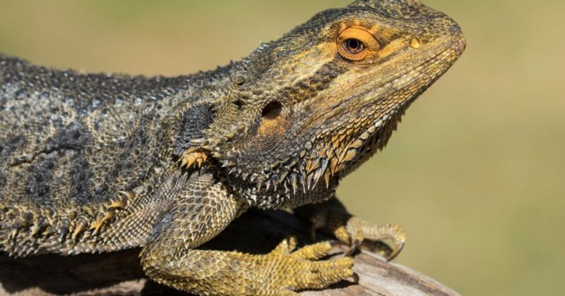 Bearded Dragon Tumors and Abnormal Growths: A Guide for Young Dragon ...