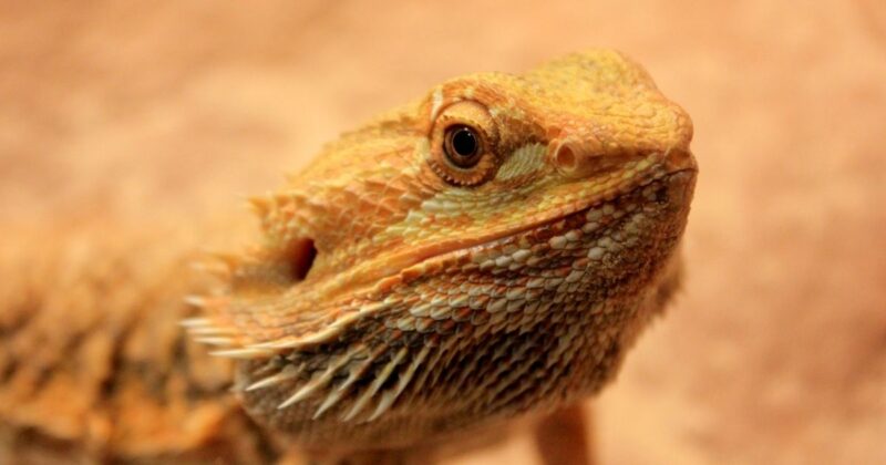 Types of Bearded Dragons: Bearded Dragon Species and Color Morphs ...
