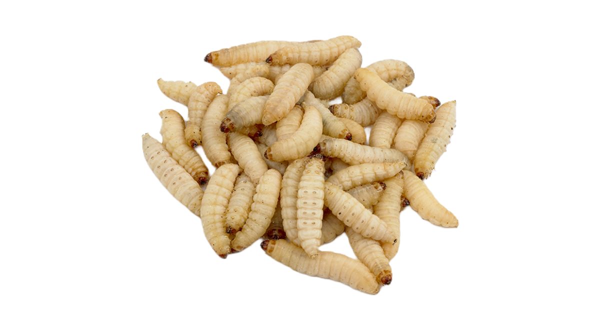 Best live insects for bearded dragons - Emily's Dragon Doodles