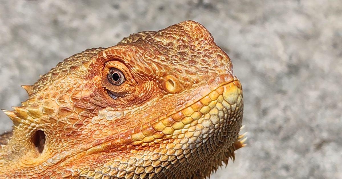 Bearded Dragon Eye Bulging - Emily's Dragon Doodles