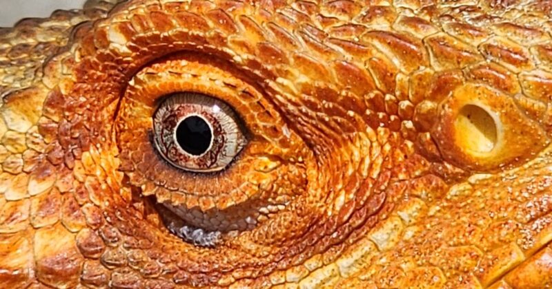 Bearded Dragon Eye Bulging - Emily's Dragon Doodles