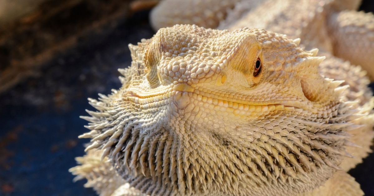 Bearded Dragon Eye Bulging - Emily's Dragon Doodles