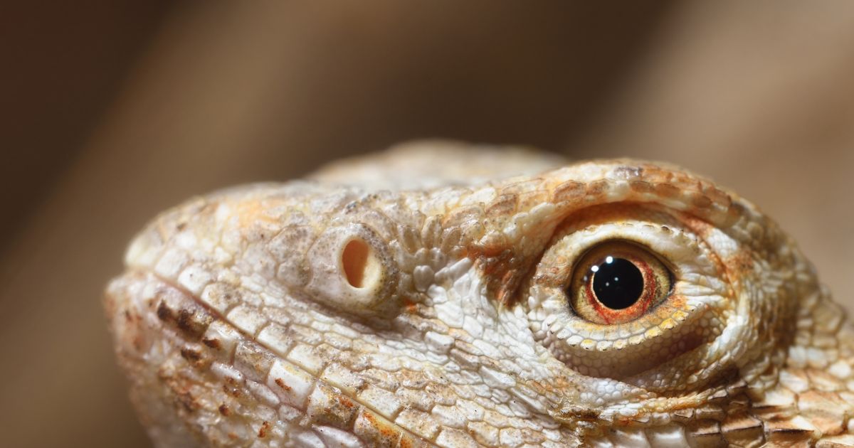 Bearded Dragon Eye Bulging - Emily's Dragon Doodles