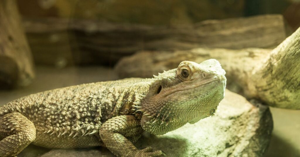 Bearded Dragons Thermoregulation: How They Stay Cool - Emily's Dragon ...